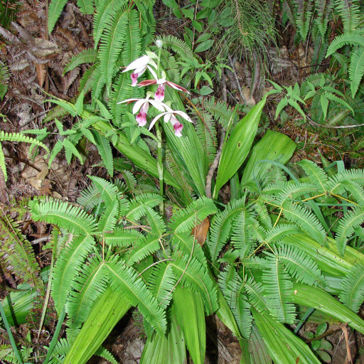Nun's-hood Orchid (Phaius Tankervilleae) Plant Care & How to Grow, Water