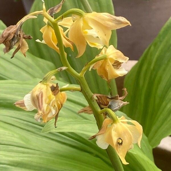 Phaius Tetragonus Care Guide: Water, Soil & Propagation - Plantiary