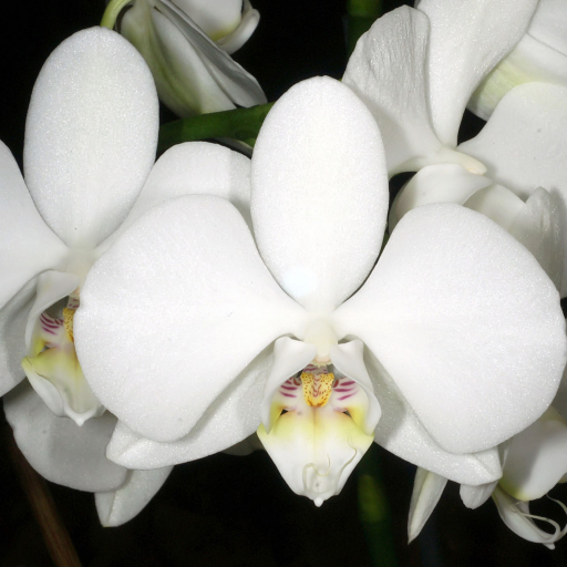 Moth Orchid (Phalaenopsis Amabilis) Plant Care & How to Grow, Water
