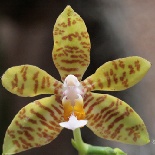 Phalaenopsis Amboinensis Care Guide: Water, Soil & Propagation - Plantiary