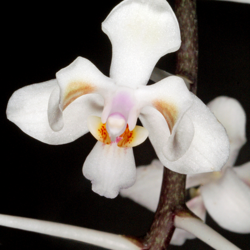 Phalaenopsis Celebensis Plant Care & How to Grow, Water
