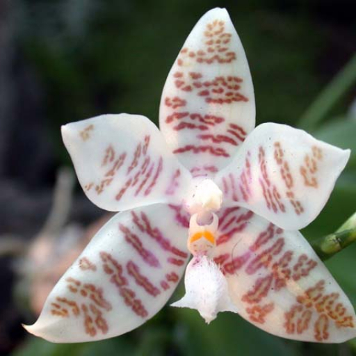 Phalaenopsis Hieroglyphica Plant Care & How to Grow, Water