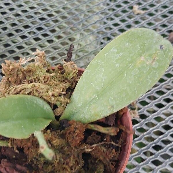 Phalaenopsis Pallens Plant Care & How to Grow, Water