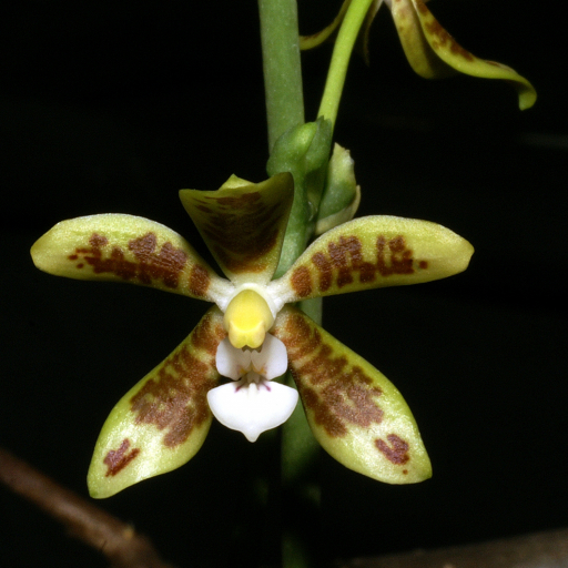 Phalaenopsis Viridis Care Guide: Water, Soil & Propagation - Plantiary