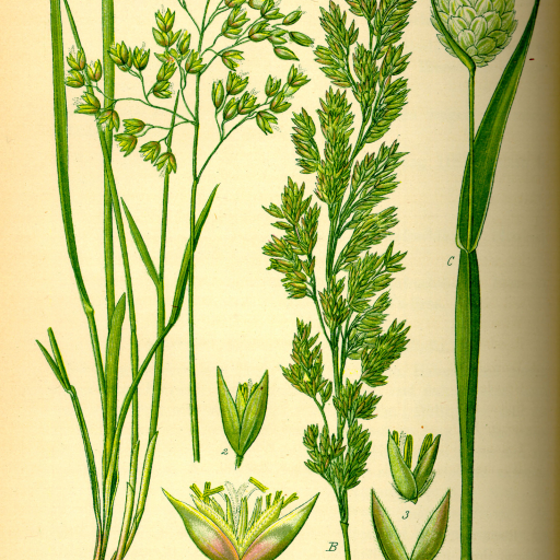 Annual Canarygrass (Phalaris Canariensis) Plant Care & How to Grow, Water