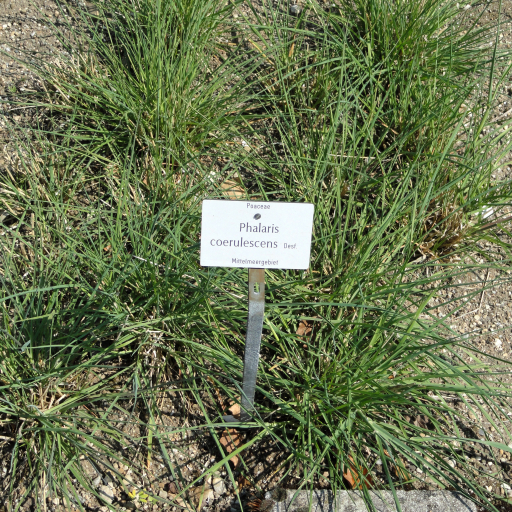 Sunol Grass (Phalaris Coerulescens) Plant Care & How to Grow, Water