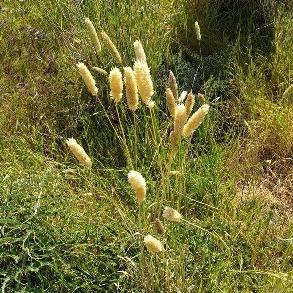 Sunol Grass (Phalaris Maderensis) Care Guide: Water, Soil & Propagation ...