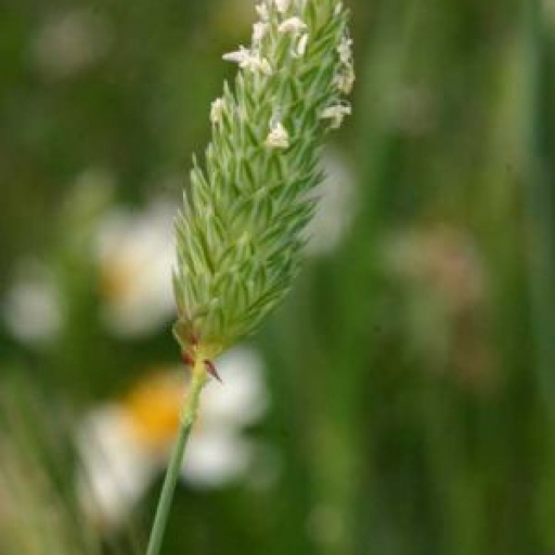 Lesser Canary Grass (Phalaris Minor) Plant Care & How to Grow, Water