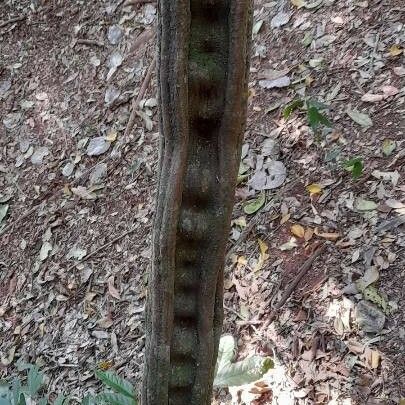 Phanera Angulosa Plant Care & How to Grow, Water