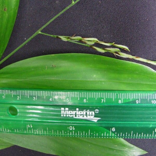 Creeping Leafstalk Grass (Pharus Lappulaceus) Plant Care & How to Grow ...