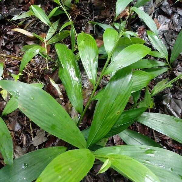 Broad Stalk Grass (Pharus Latifolius) Plant Care & How to Grow, Water