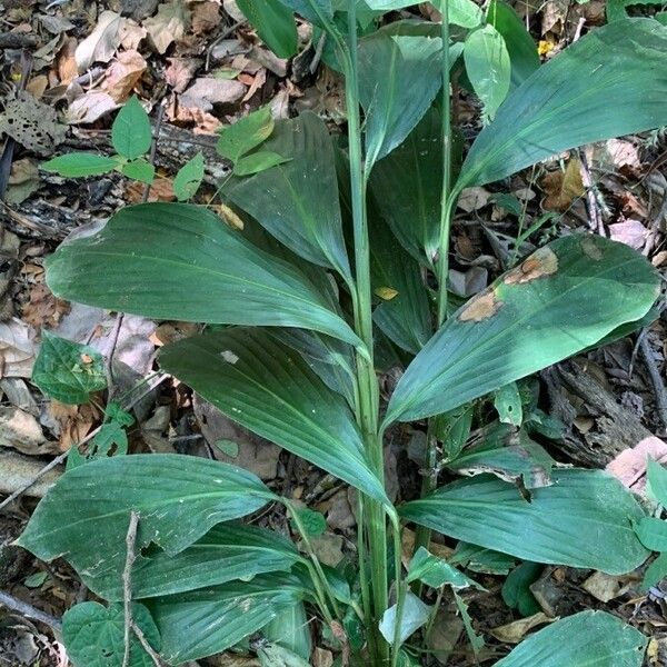 Pharus Mezii Plant Care & How to Grow, Water