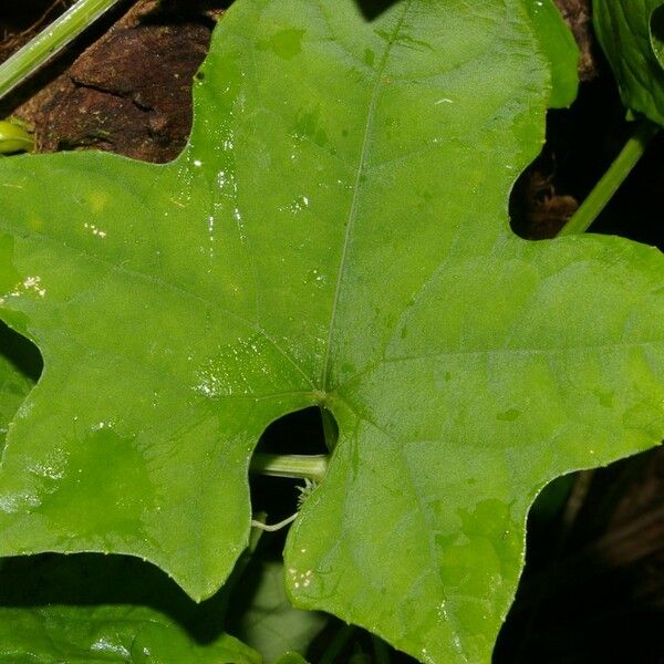 Pharus Vittatus Plant Care & How to Grow, Water