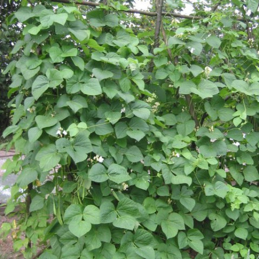 Scarlet Runner (Phaseolus Coccineus) Plant Care & How to Grow, Water