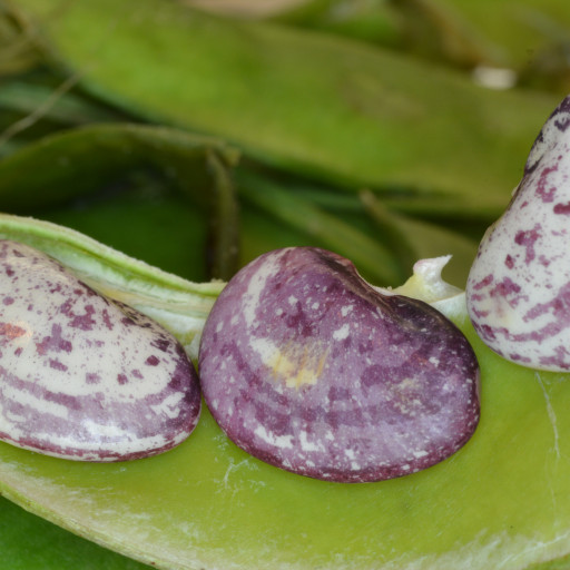Lima Bean (Phaseolus Lunatus) Plant Care & How to Grow, Water