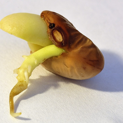 Common Bean (Phaseolus Vulgaris) Plant Care & How to Grow, Water