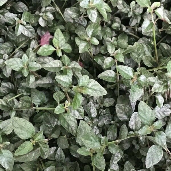 Phaulopsis Pulchella Plant Care & How to Grow, Water