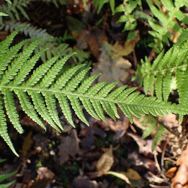 Japanese Beech Fern (Phegopteris Decursive-pinnata) Plant Care & How to ...