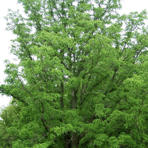 Japanese Corktree (Phellodendron Japonicum) Plant Care & How to Grow, Water