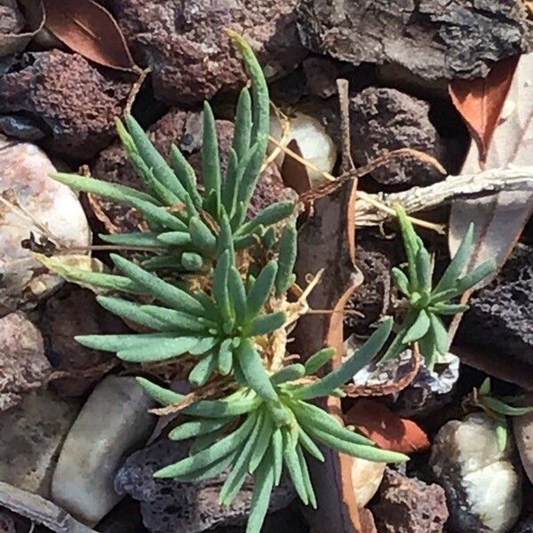 Phemeranthus Punae Care Guide: Water, Soil & Propagation - Plantiary