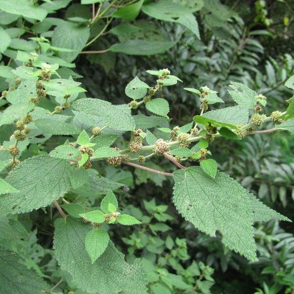Phenax Rugosus Plant Care & How to Grow, Water