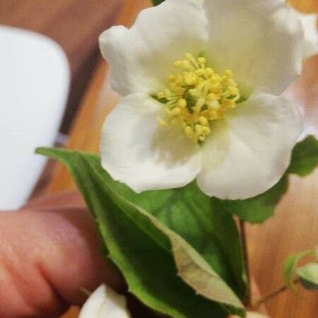 Scentless Mock Orange (Philadelphus Inodorus) Care Guide: Water, Soil ...