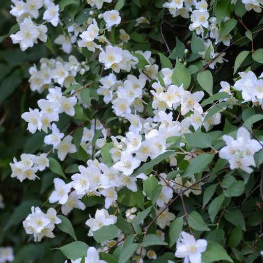 Lewis's Mock Orange (Philadelphus Lewisii) Plant Care & How to Grow, Water