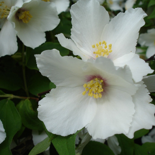 Mock Oranges (Philadelphus) Plant Care & How to Grow, Water