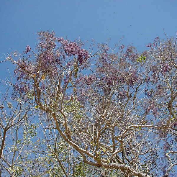 Philenoptera Laxiflora Care Guide: Water, Soil & Propagation - Plantiary