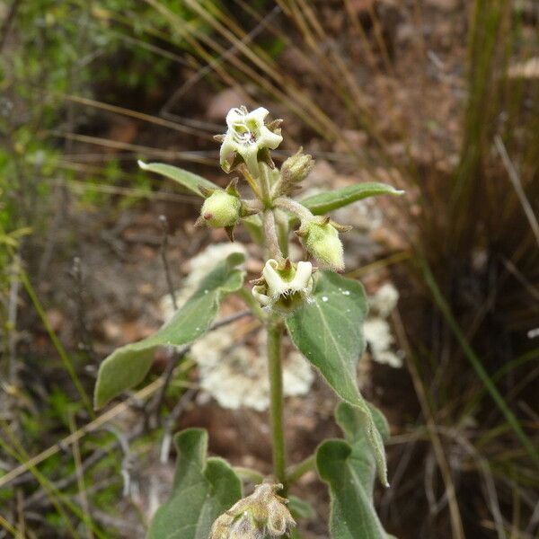 Philibertia Suberecta Plant Care & How to Grow, Water