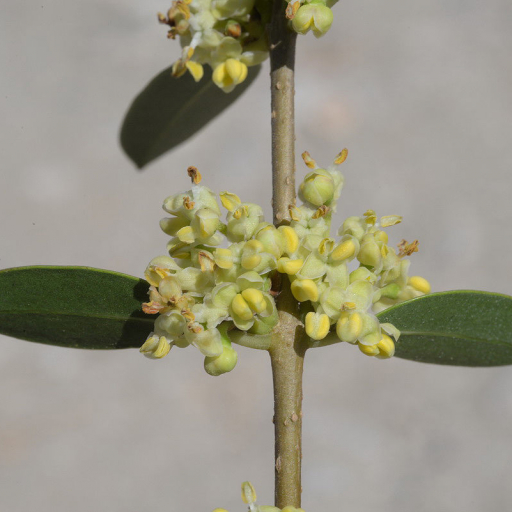 Narrow-Leaved Mock Privet (Phillyrea Angustifolia) Plant Care & How to ...
