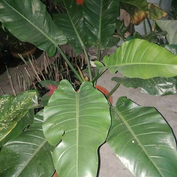 Philodendron Acutatum Care Guide: Water, Soil & Propagation - Plantiary