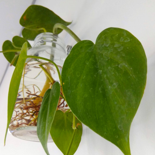 Neon Heart Leaf Philodendron (Philodendron Cordatum) Plant Care & How ...