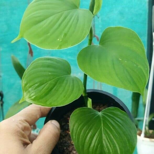 Philodendron Fibraecataphyllum Plant Care & How to Grow, Water