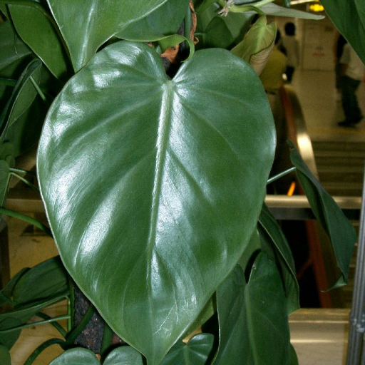 Philodendron Hederaceum Var Kirkbridei Plant Care & How to Grow, Water