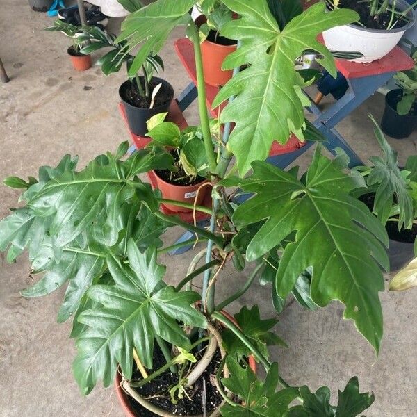 Toothed Philodendron (Philodendron Lacerum) Care Guide: Water, Soil ...