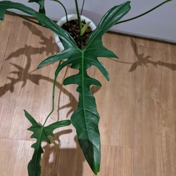 Philodendron Longilobatum Plant Care & How to Grow, Water