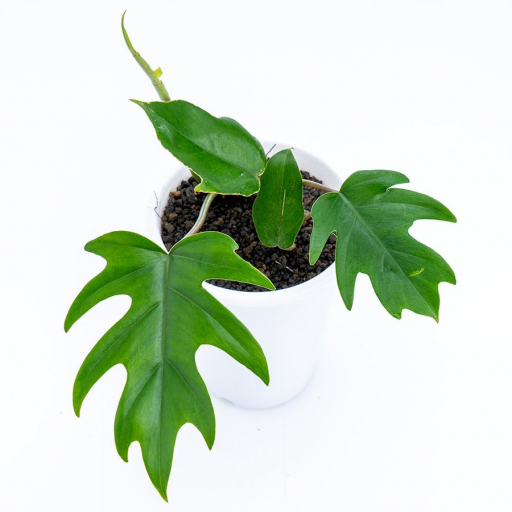 Creosote Bush (Larrea Tridentata) Plant Care & How to Grow, Water