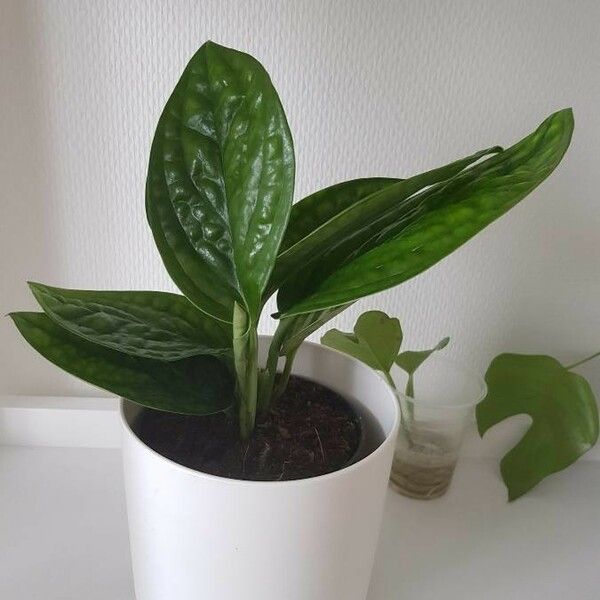 Philodendron Opacum Plant Care & How to Grow, Water