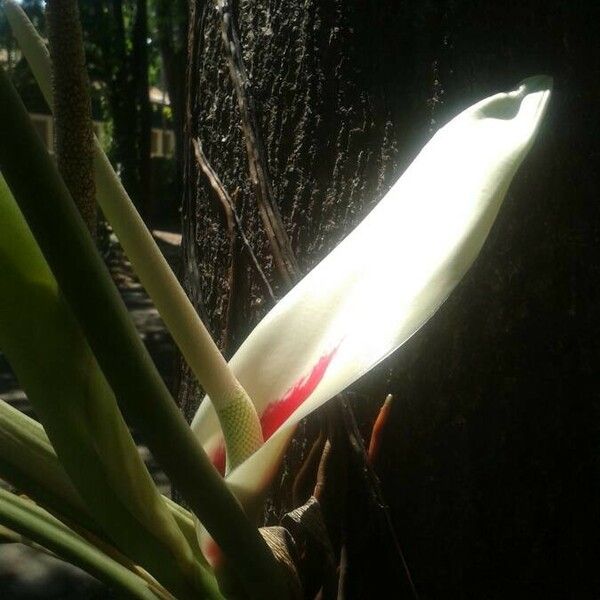 Philodendron (Philodendron Ornatum) Care Guide: Water, Soil ...