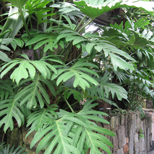 Comb-Leaf Philodendron (Philodendron Pinnatifidum) Care Guide: Water ...