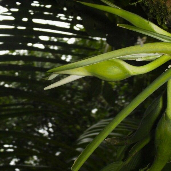Philodendron Rhodoaxis Care Guide: Water, Soil & Propagation - Plantiary
