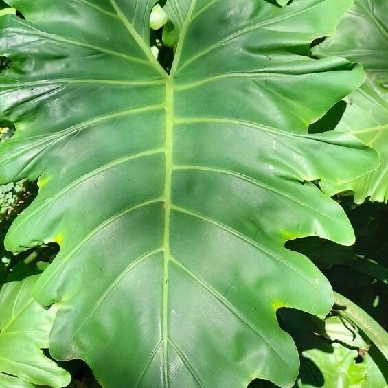 Philodendron Undulatum Plant Care & How to Grow, Water