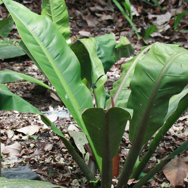 Philodendron Wendlandii Plant Care & How to Grow, Water