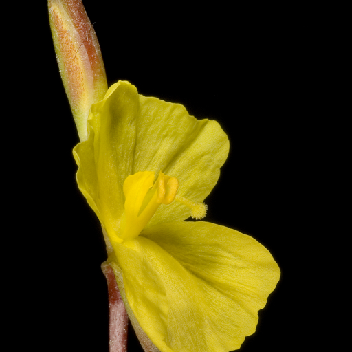 Philydrella Pygmaea Plant Care & How to Grow, Water