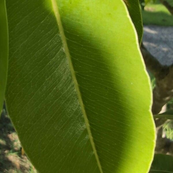 Violet Tree (Phlebotaenia Cowellii) Care Guide: Water, Soil ...