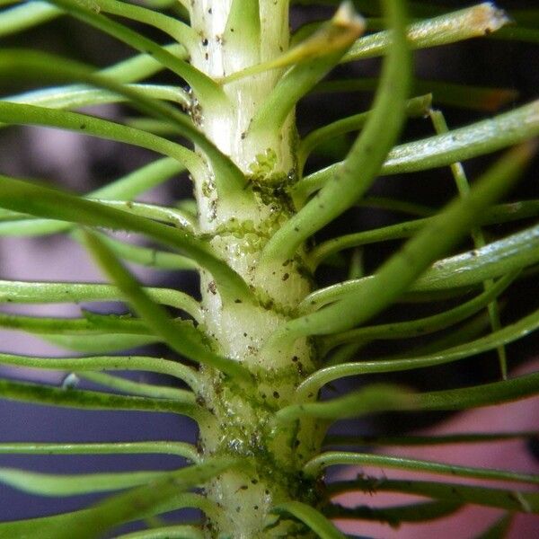 Phlegmariurus Dichotomus Plant Care & How to Grow, Water