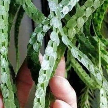 Phlegmariurus Nummularifolius Plant Care & How to Grow, Water