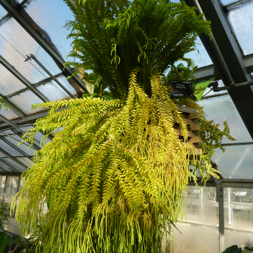 Coarse Tassel Fern (Phlegmariurus Phlegmaria) Plant Care & How to Grow ...