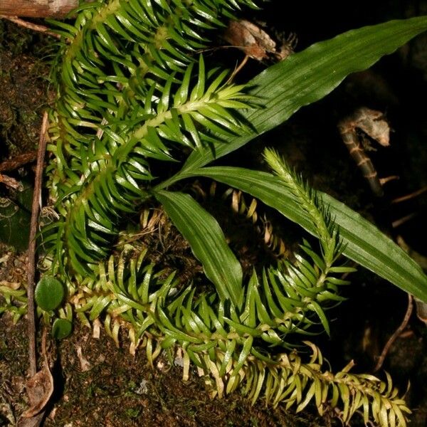 Phlegmariurus Schlechteri Care Guide: Water, Soil & Propagation - Plantiary